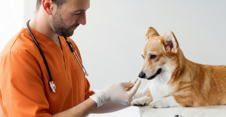 Do Vets Recommend Antihistamines for Pets? | dotsure.co.za