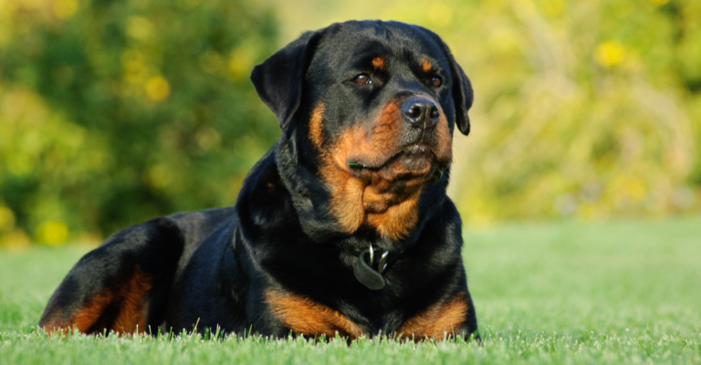 Top 10 Most Popular Dog Breeds in South Africa