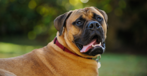 Top 10 Most Popular Dog Breeds in South Africa