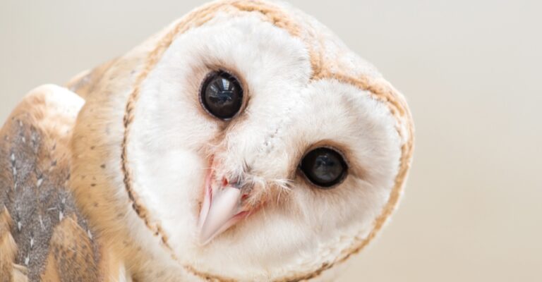 7 Bird Superstitions That Will Ruffle Your Feathers