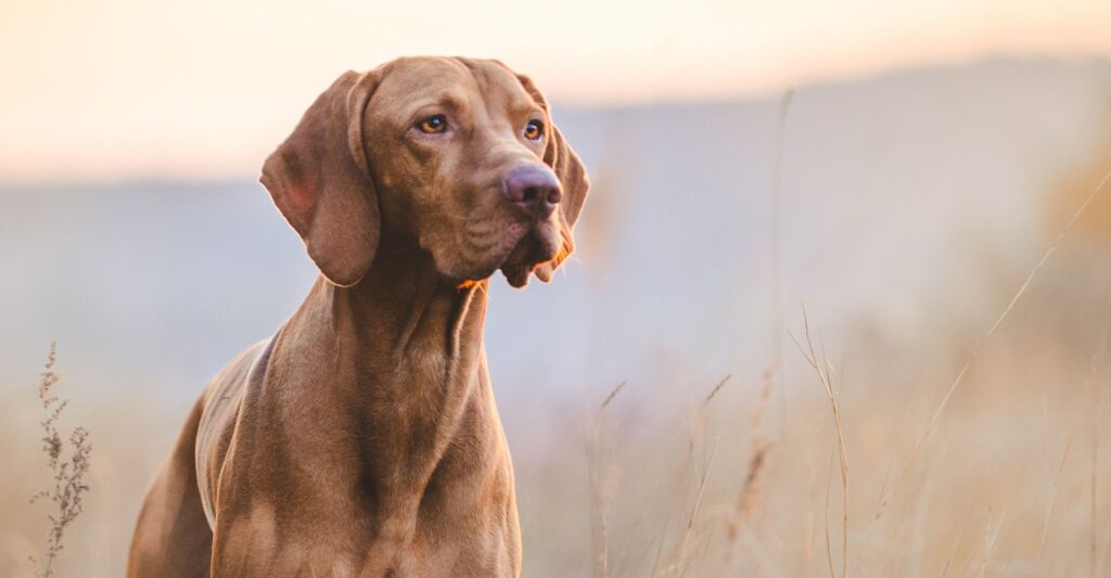 Types of Hound Dogs: Characteristics and Traits